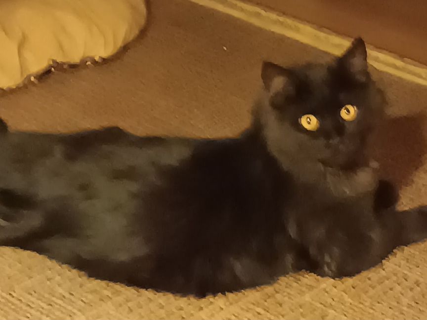 Кошка