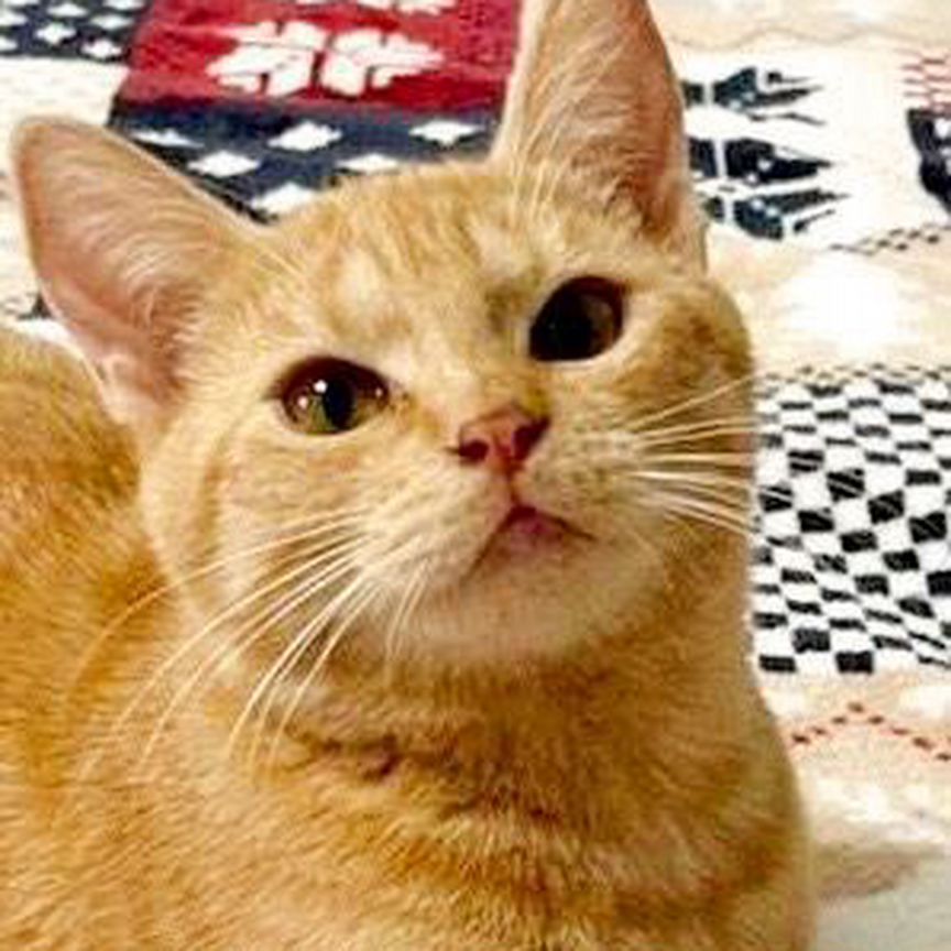 Котёнок Фокси в добрые руки