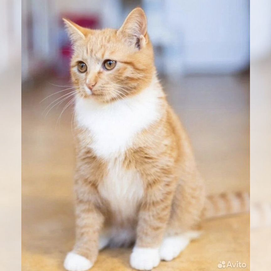 Очаровательная малышка Дафна в самые добрые руки