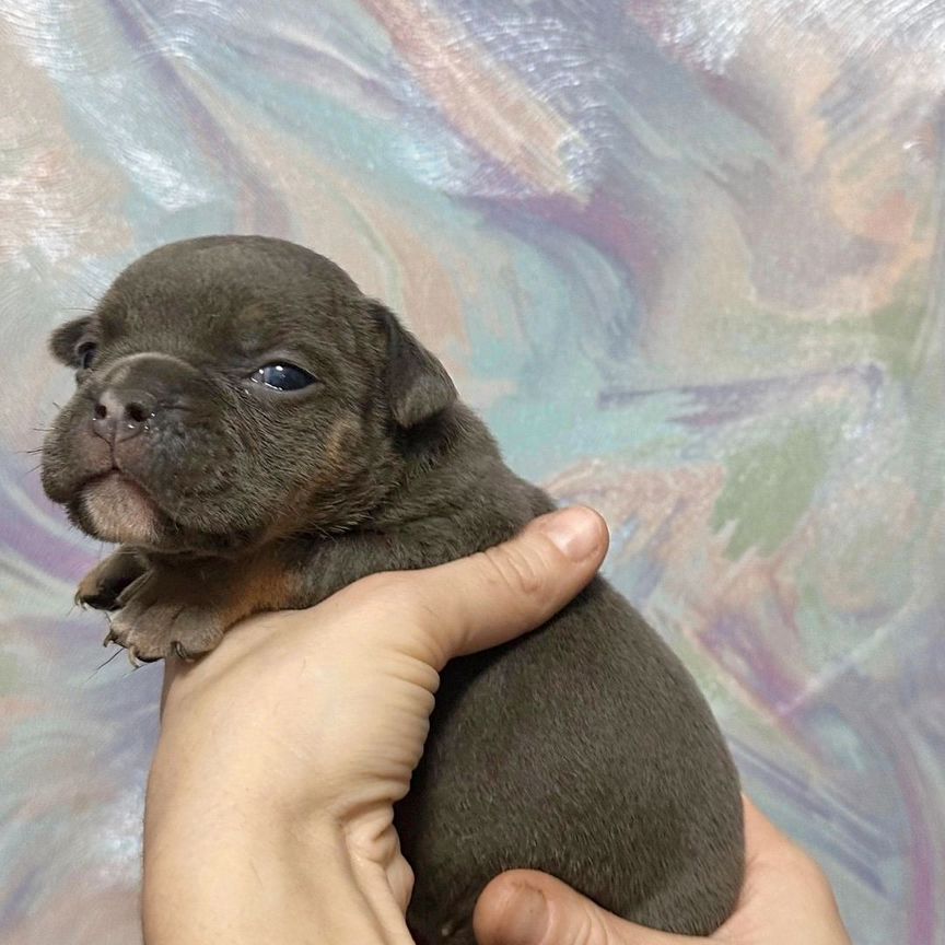 Американский булли покет