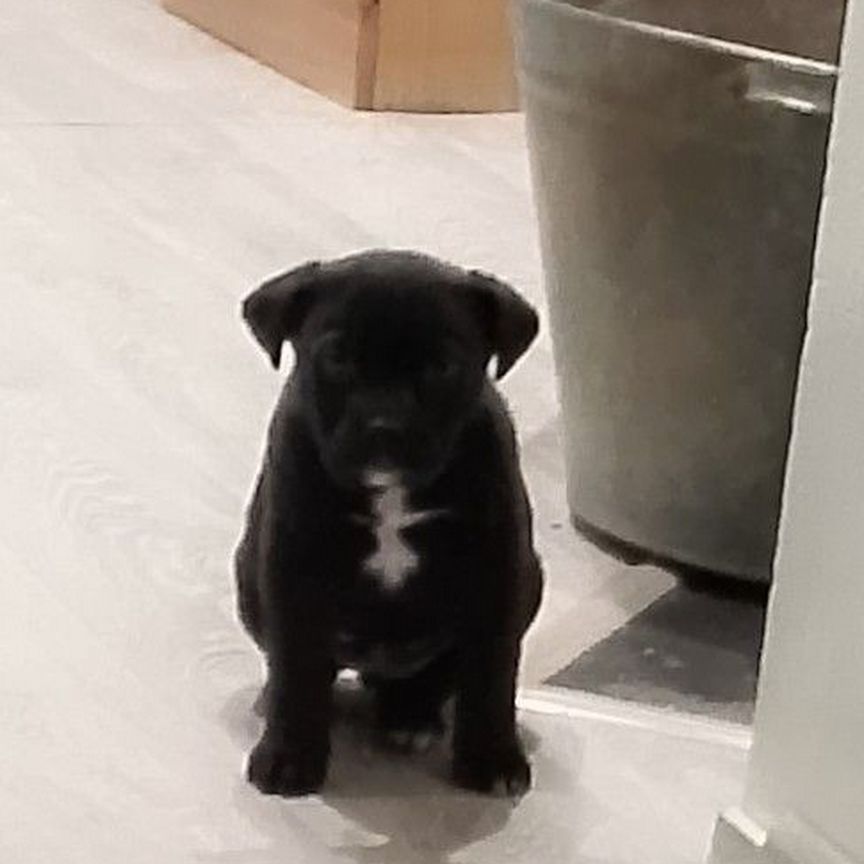 Американский стаффордширский терьер, щенок