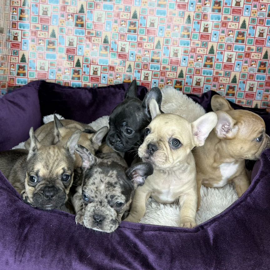 Французский бульдог, щенок