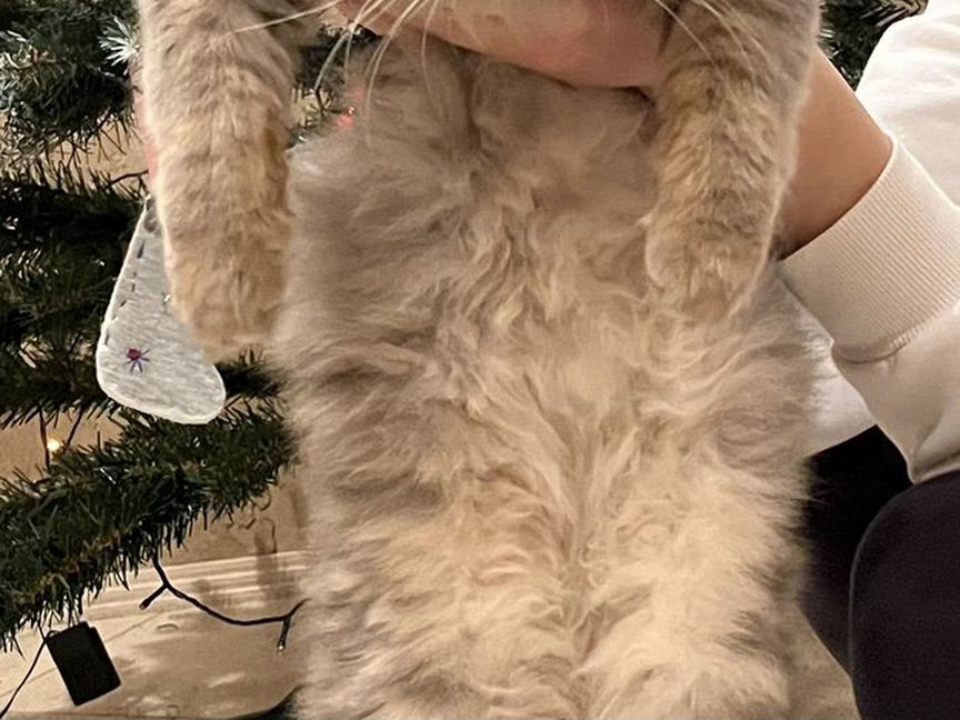 Отдам в добрые руки кота