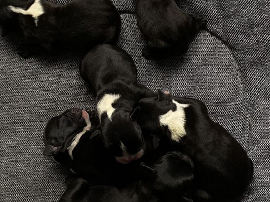 Французский бульдог щенки