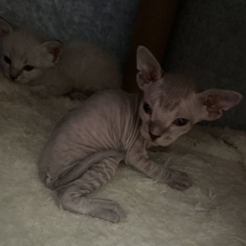 Донской сфинкс котёнок