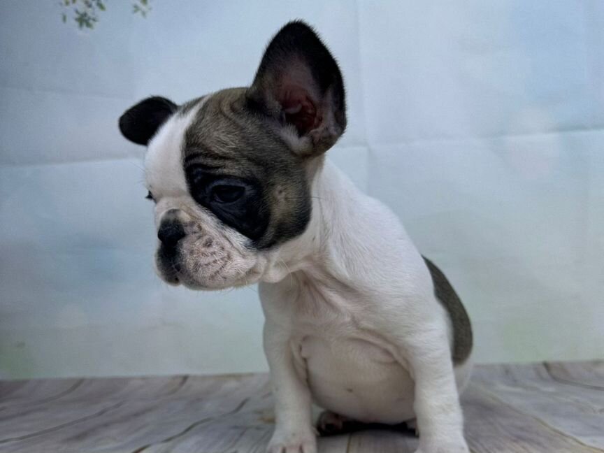Щенки французские бульдожки