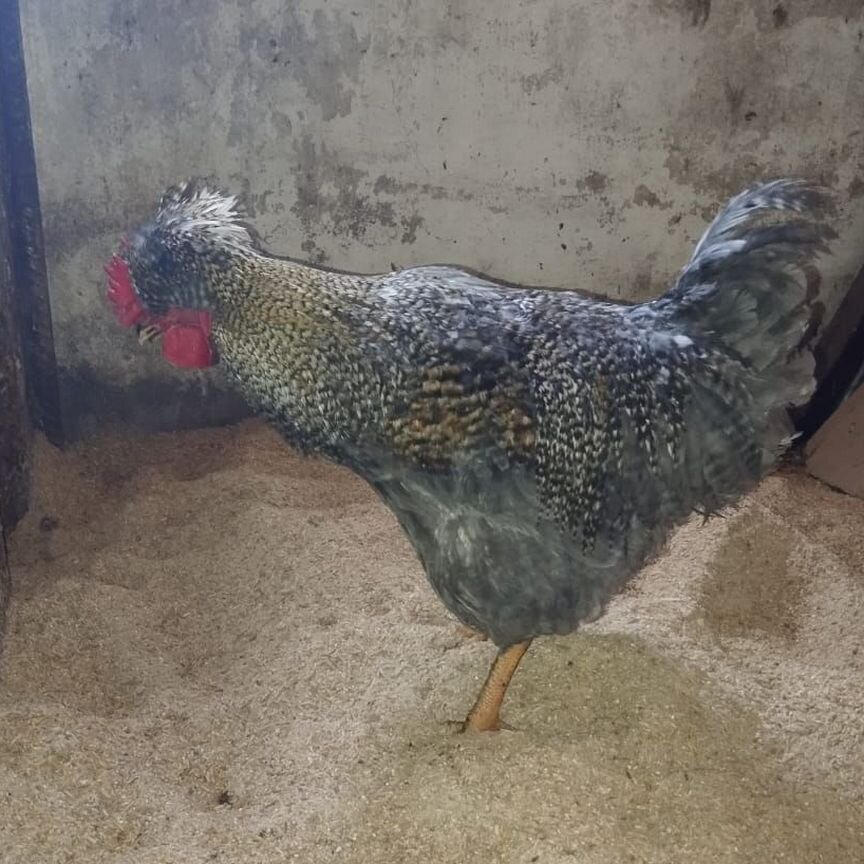 Молодые петухи