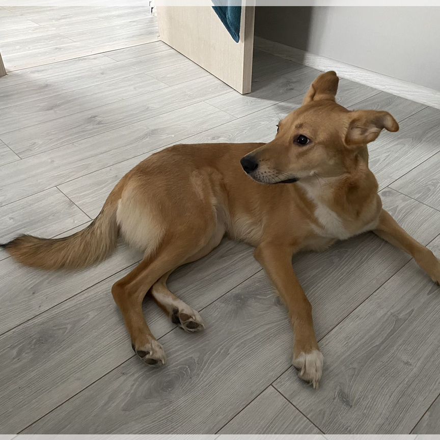 Отдам в самые добрые руки