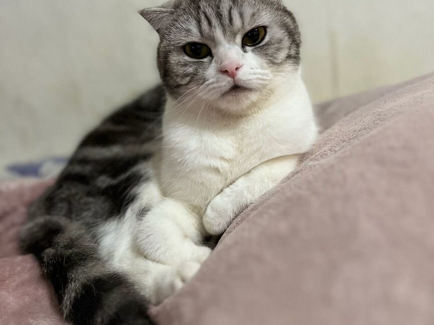 Шотландский вислоухий кот