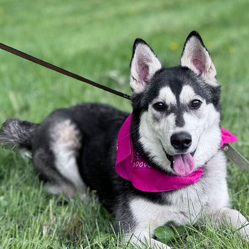 Джина, собака из приюта в добрые руки