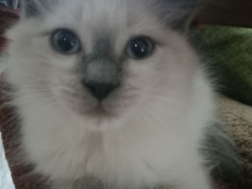 Невские маскарадные котята