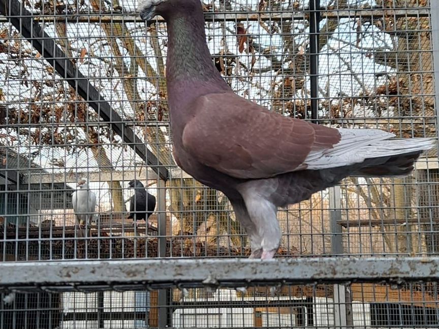 Немецкий выставочный голубь