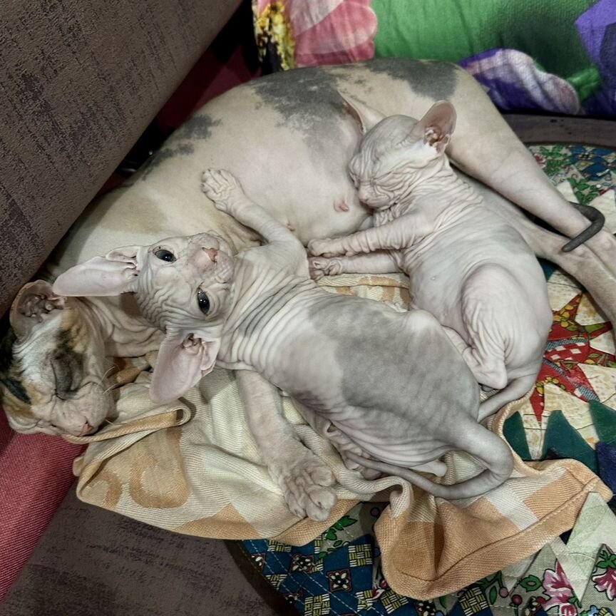 Донской сфинкс котёнок