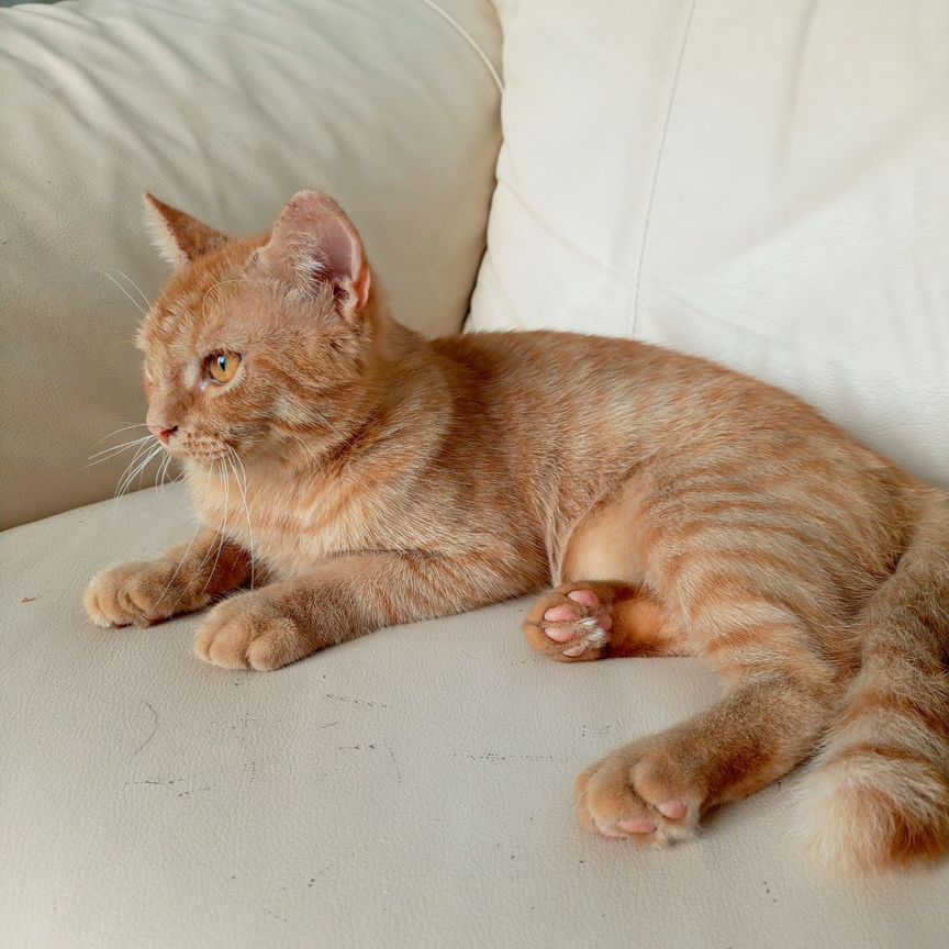 Котенок