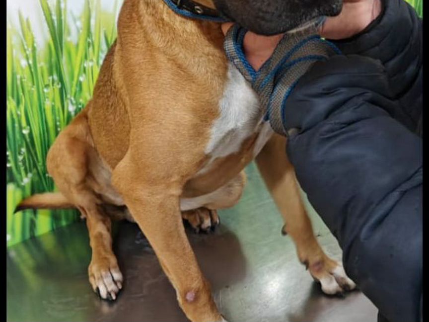 Стаффордширский терьер в добрые руки