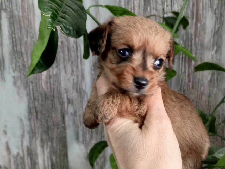 Неожиданные детки от таксы )