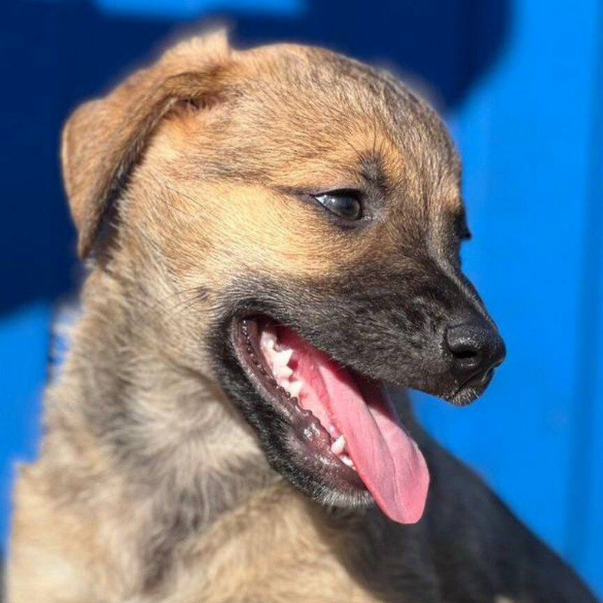 Щенок Чейс ищет дом