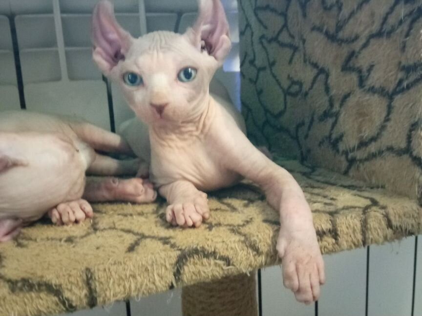 Канадский сфинкс эльф котенок