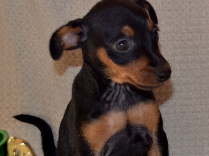 Умница -красавица с документами РКФ