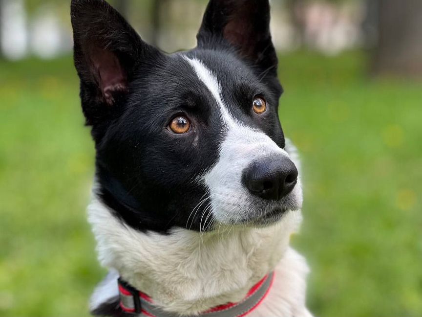 Собака из приюта ищет дом