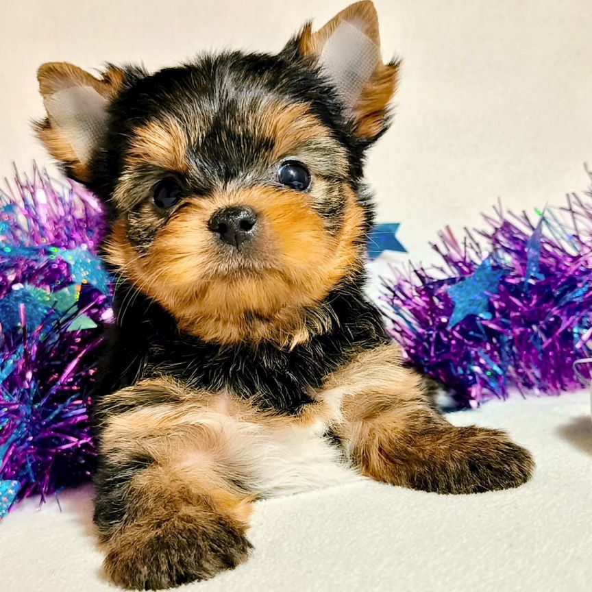 Йоркширский терьер, щенок