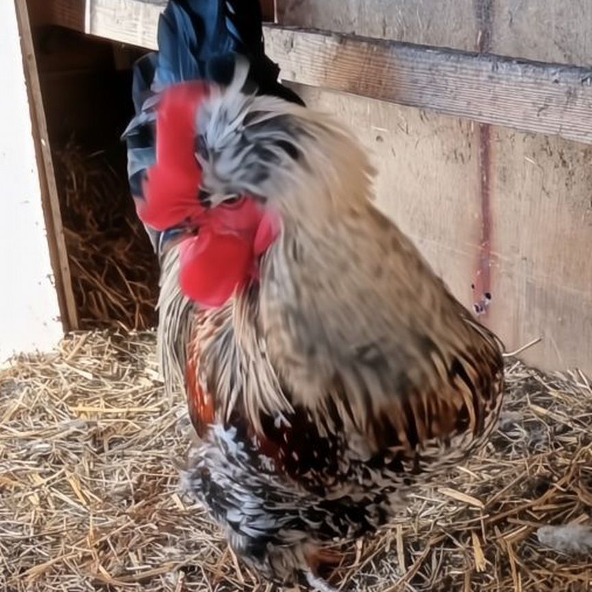 Петух молодой домашний