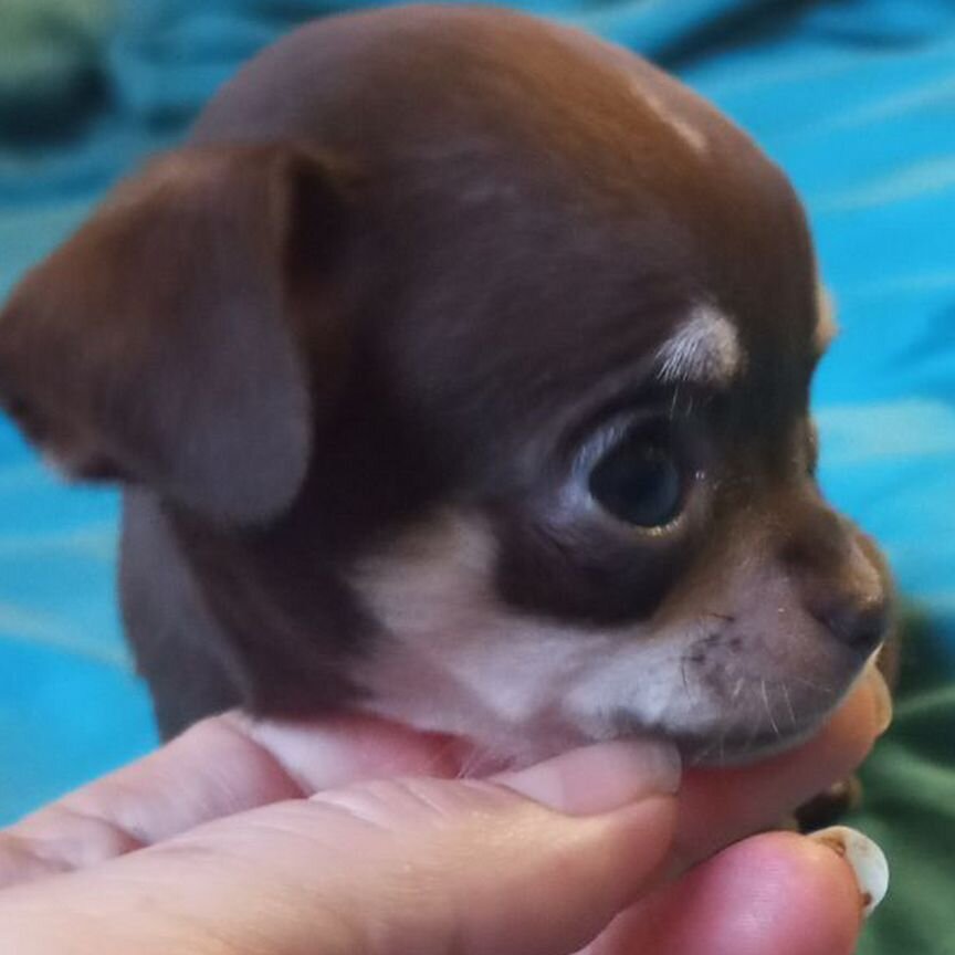 Чихуахуа, щенок