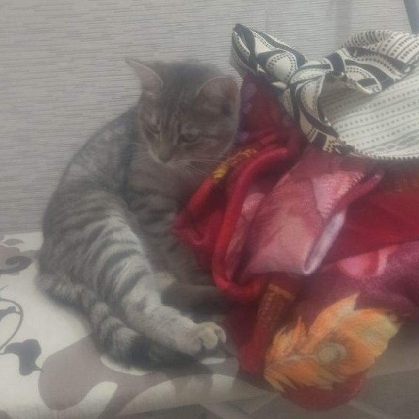 Одам бесплатно кошку