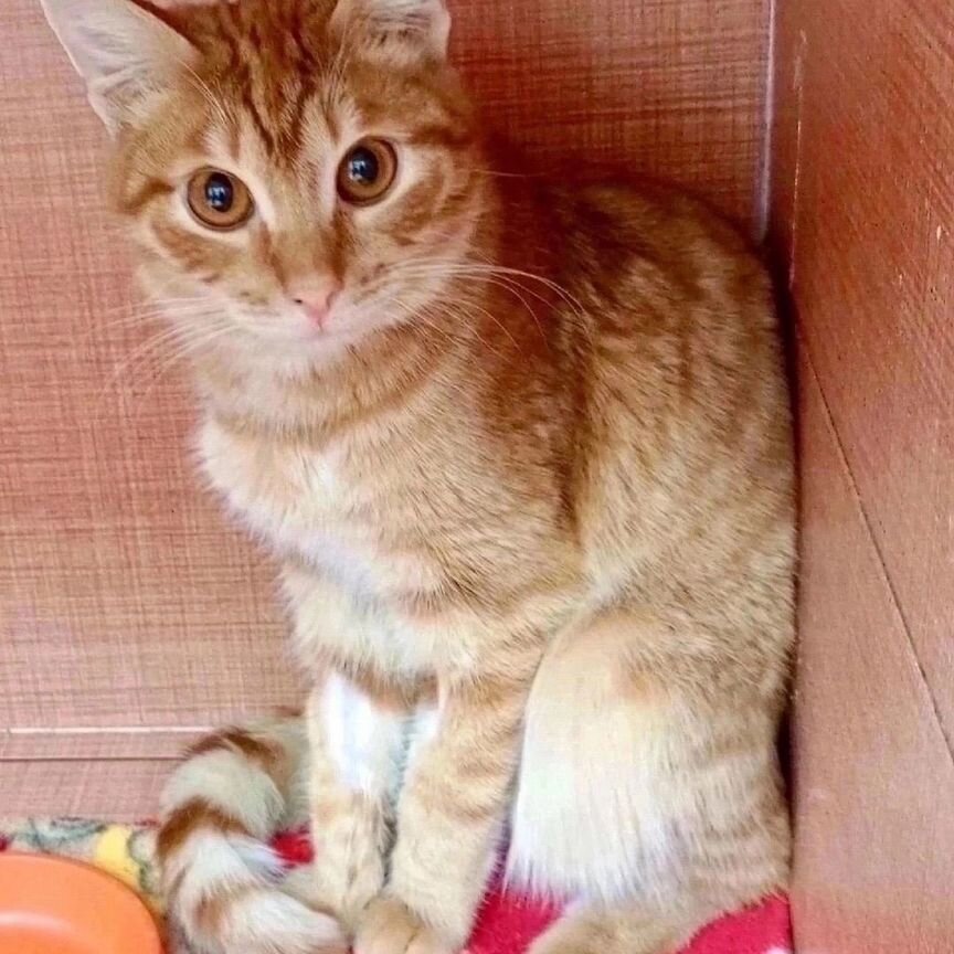 Молодой котик