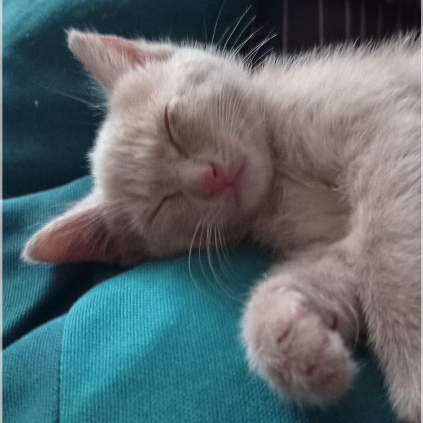 Котëнок мальчик