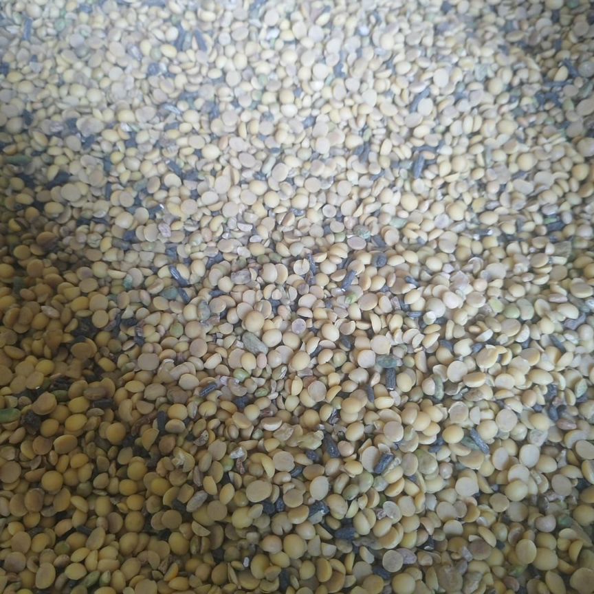 Соя. Второй сорт. После очистки