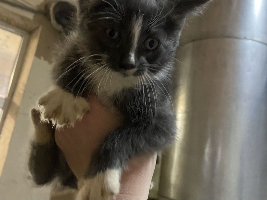 Дворовые котята ищут дом