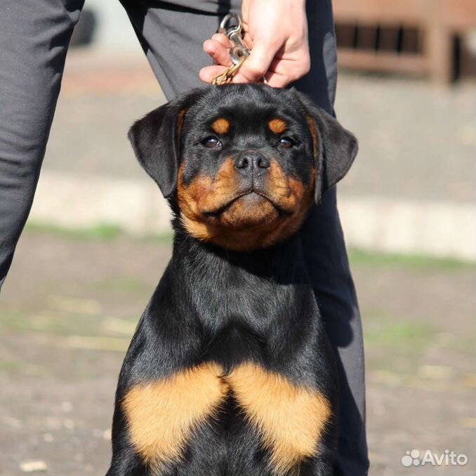 Ротвейлер высокопородные детки