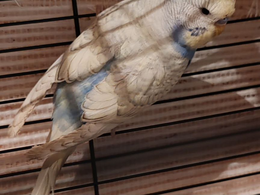 Волнистые попугаи чехи