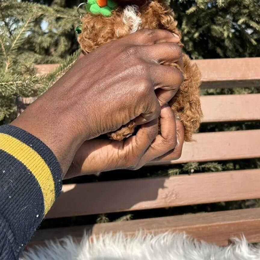 Той-пудель, щенок