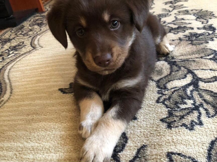 Собака в добрые руки