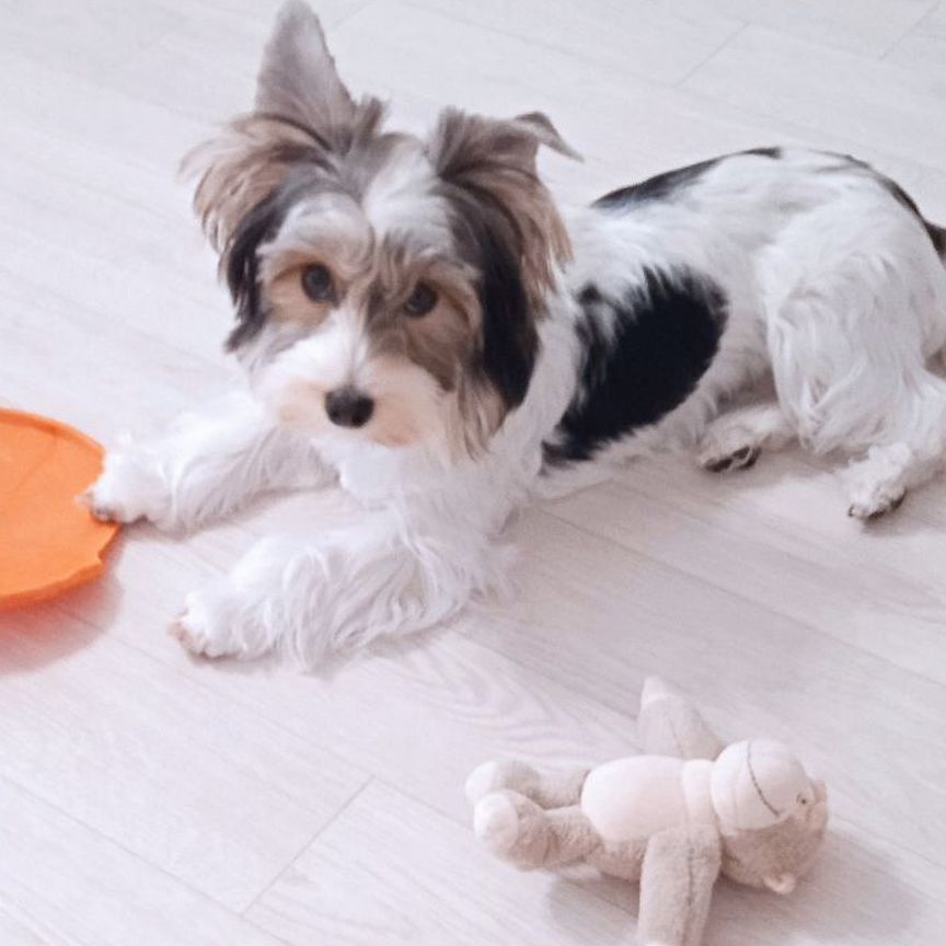 Бивер-йоркширский терьер, щенок