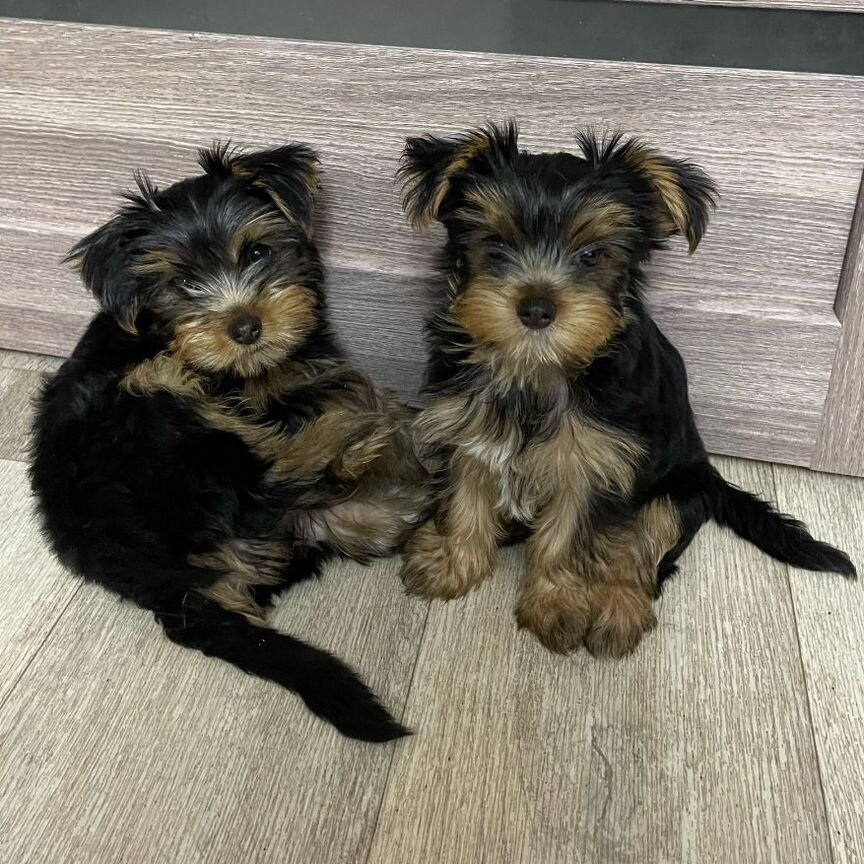 Йоркширский терьер, щенок