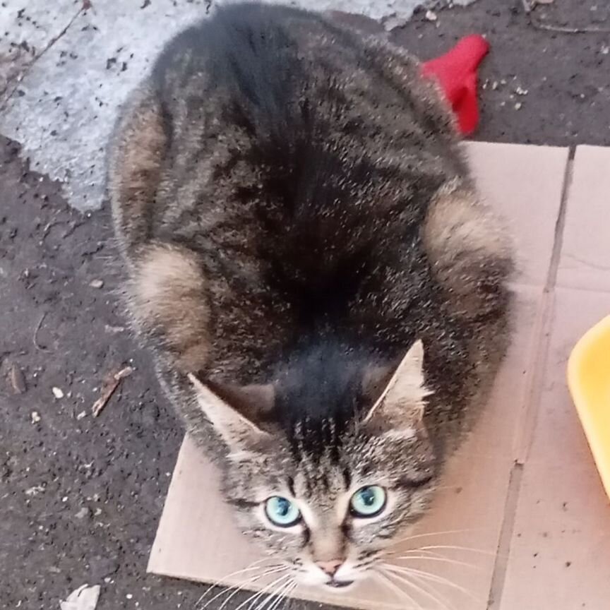 Взрослая, кошка в добрые руки