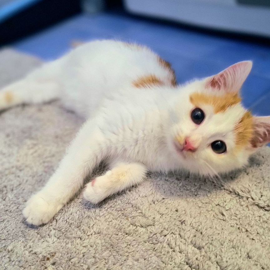 Котенок