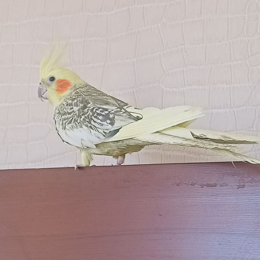 Попугай корелла с клеткой