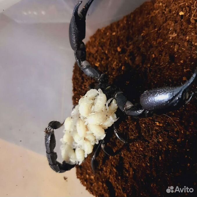 Скорпион Heterometrus petersi 1 линька