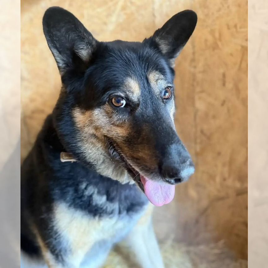 Взрослый пёс в добрые руки