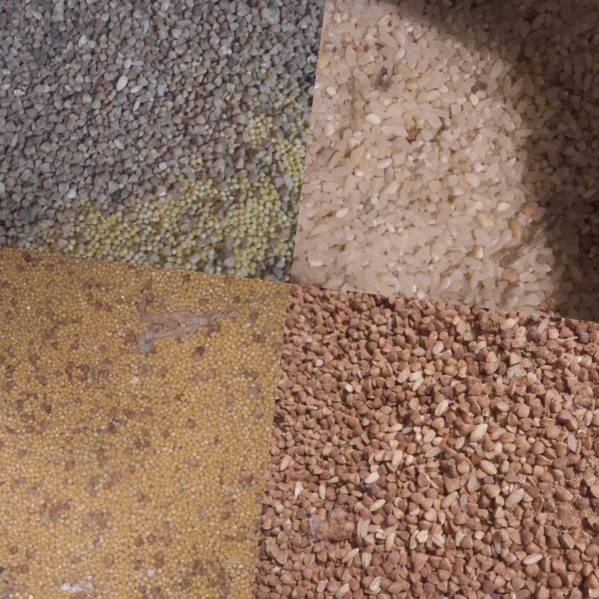 Продам ячмень пшеницу