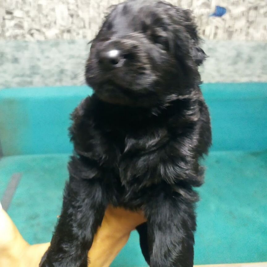 Продажа щенков длинношерстной немецкой овчарки