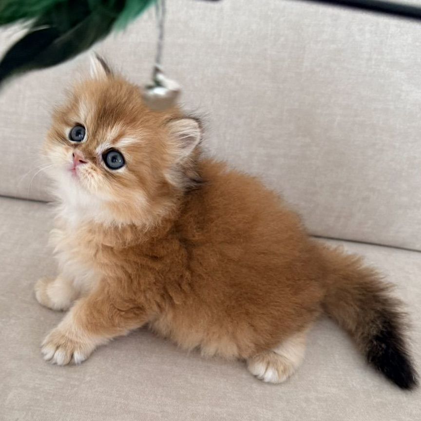 Шотландский прямоухий длинношёрстный котёнок