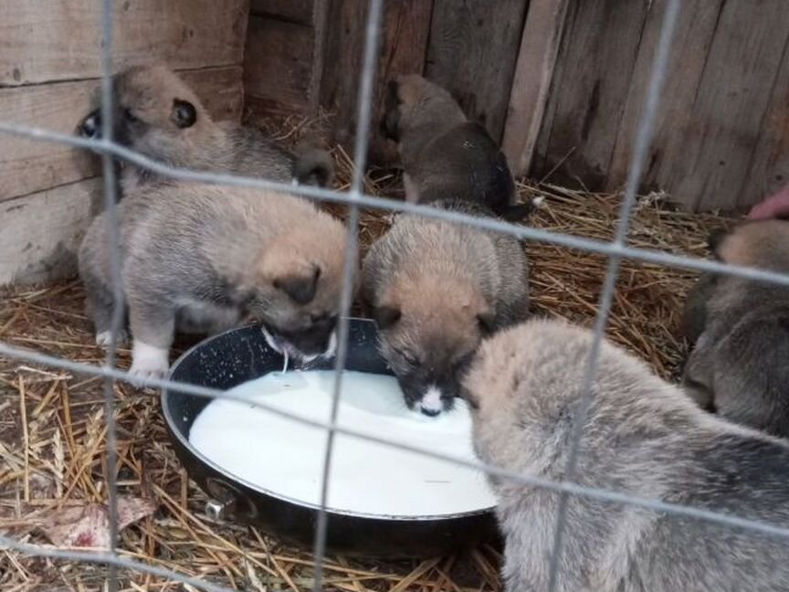 Западной сибирская лайка
