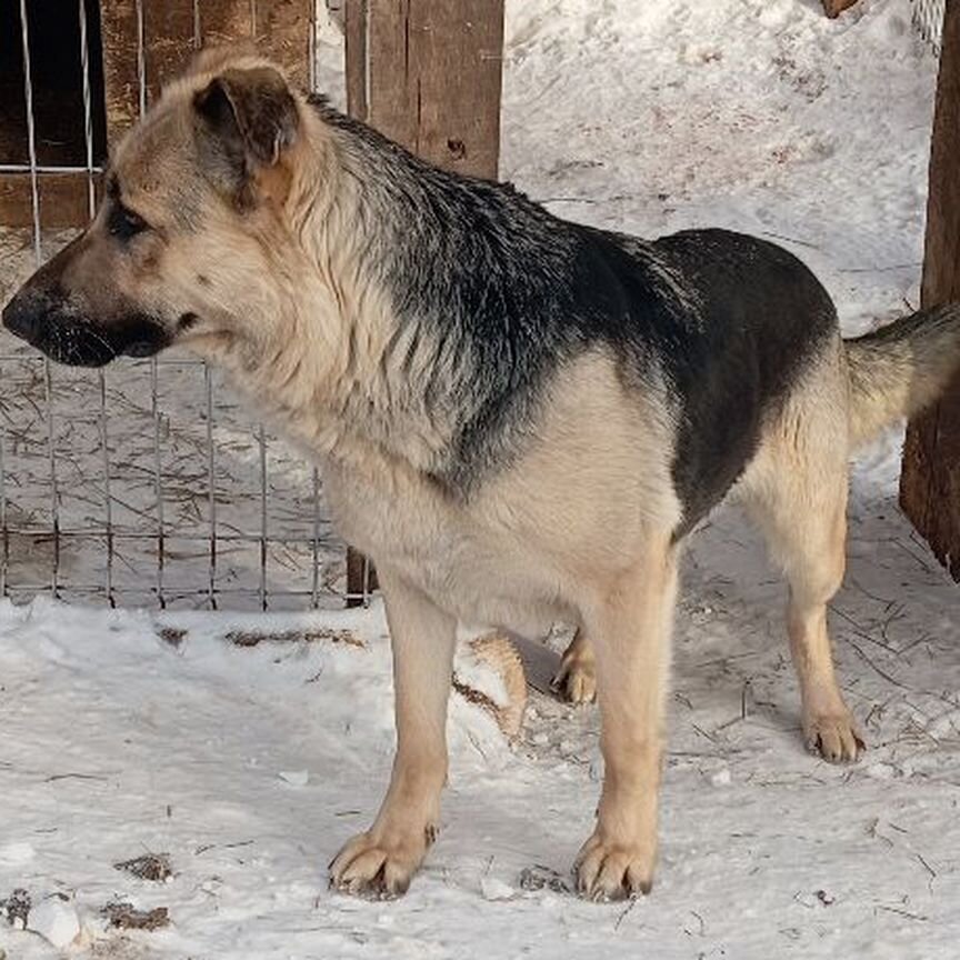Восточноевропейская овчарка, взрослая собака