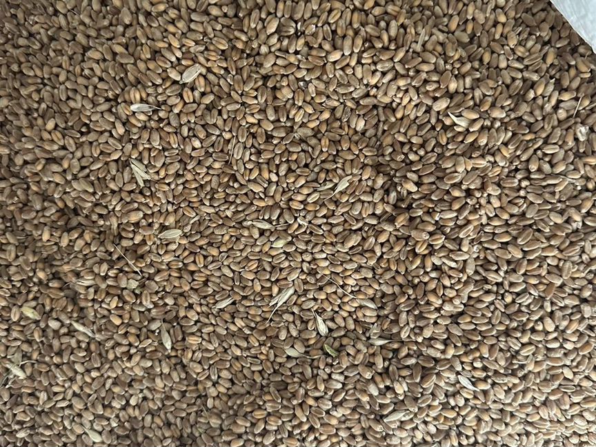 Пшеница ячмень овес горох суржа