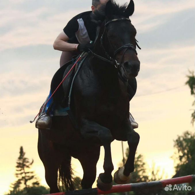 Продажа лошади тракененской породы